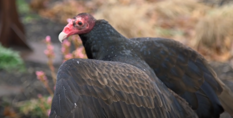Turkey Vultures of Long Island: Majestic Scavengers of the Sky