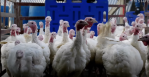 What's Inside This Puffed-Up Turkey Meat Package?